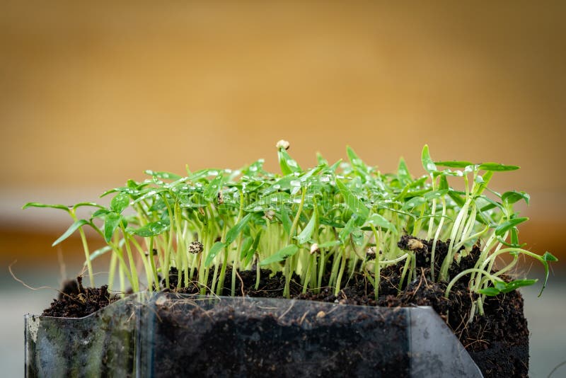 Chilli seedlings stock image. Image of closeup, leaf - 140888697