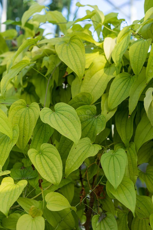 Light Green Plant Leaf of Dioscorea Basiclavicaulis Background Pattern ...