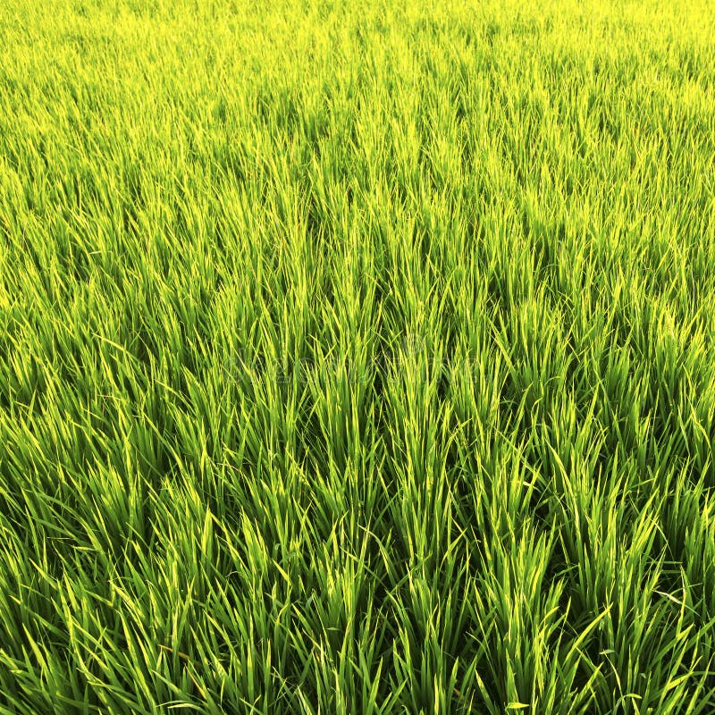 Light Green Rice Fields, Closeup. Nature. Stock Image - Image of growth ...