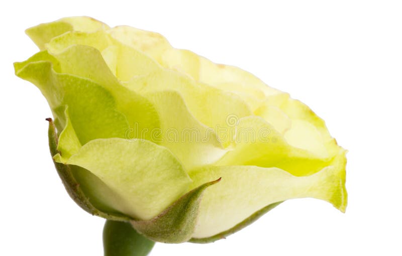 Light green rose isolated stock photo. Image of background - 250242704