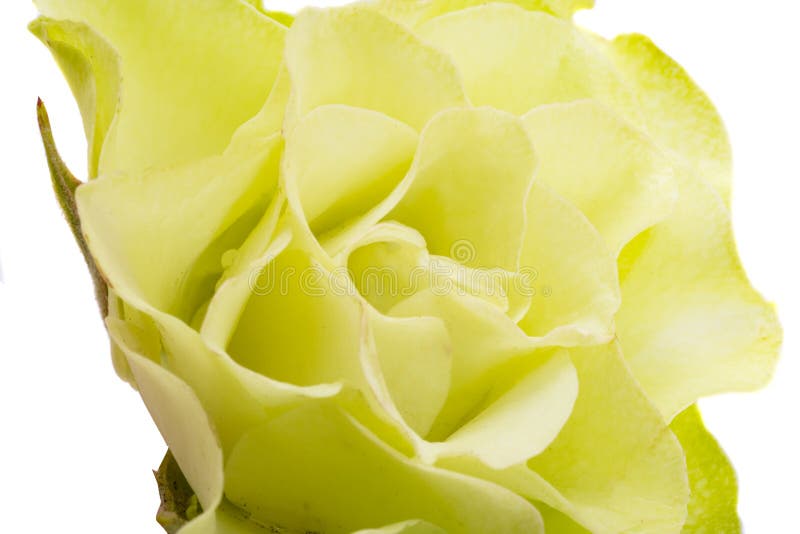 Light green rose isolated stock photo. Image of romance - 250242708