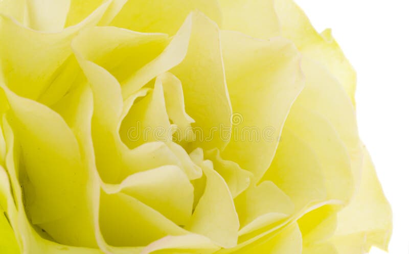 Light green rose isolated stock image. Image of spring - 250242719