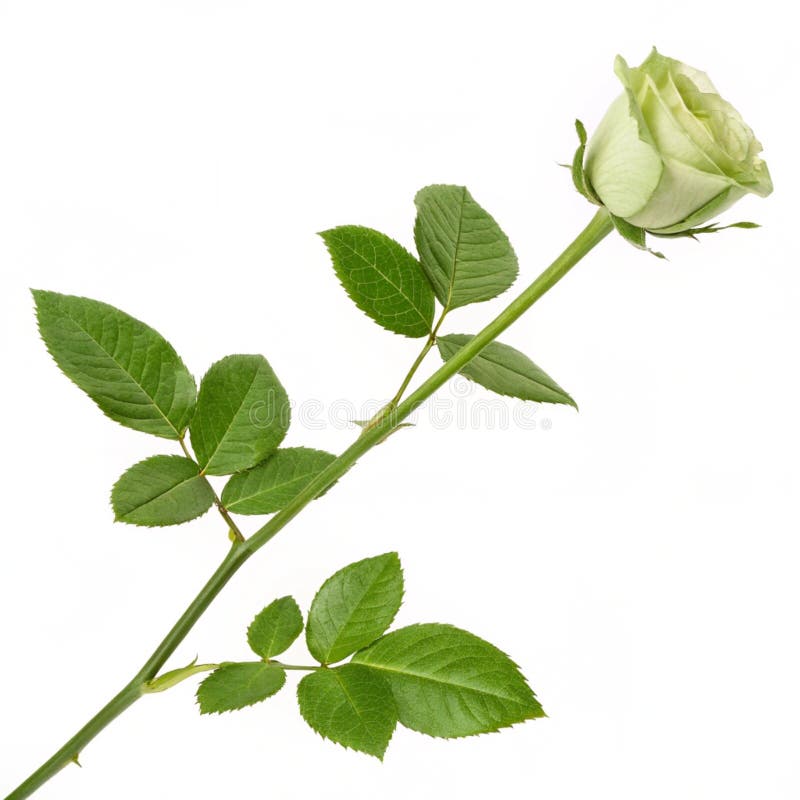 Light Green Rose Stalk with Green Leaves Stock Illustration ...