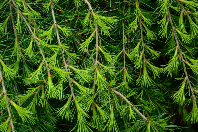 Light Green Soft Fir Needles on Branches Stock Image - Image of seasons ...