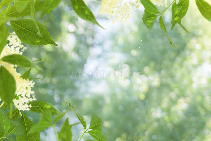 Light Green Spring Background with Bokeh and Blur, Leaves and White ...