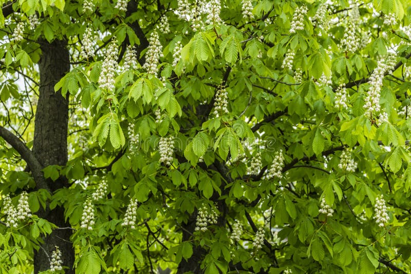 The Light Green Spring Leaves Stock Photo - Image of blue, fresh: 85195720