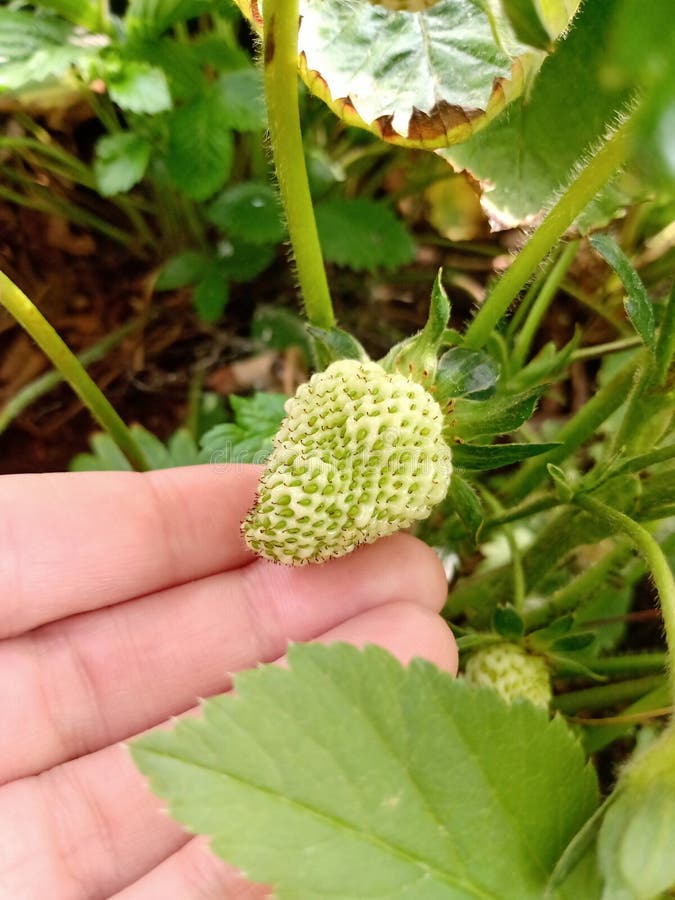 A Light Green Strawberry before Ripening. Stock Photo - Image of ...