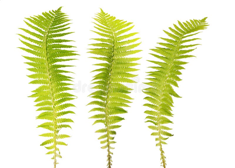 Light Green Three Fern Branches White Stock Photos - Free & Royalty ...