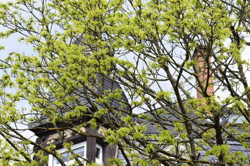 Light Green Tree in Front of an Old Building Stock Photo - Image of ...