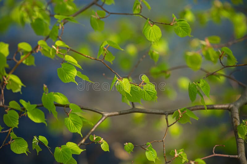 Light, Green Tree Leaves and Natural Blurred Gradient Background in ...