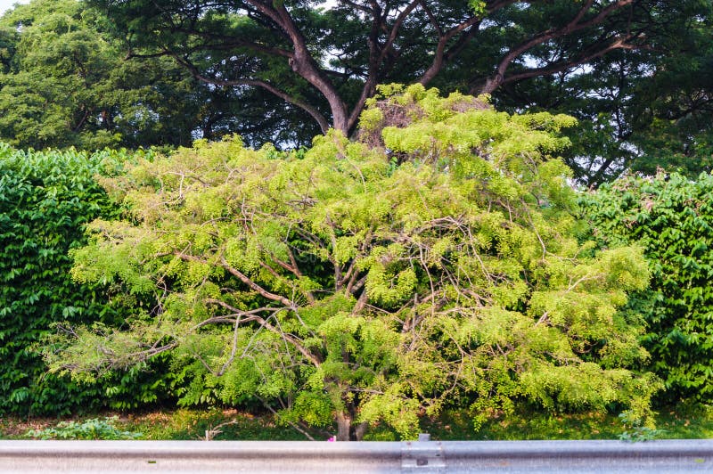 Light green tree stock image. Image of side, fresh, green - 76780521