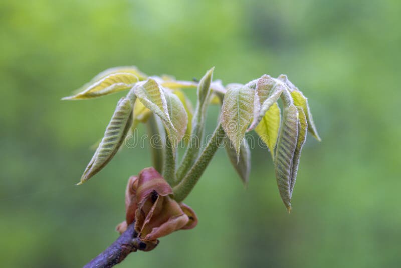 Green Leaves Emerging in Spring Stock Image - Image of leaf, season ...
