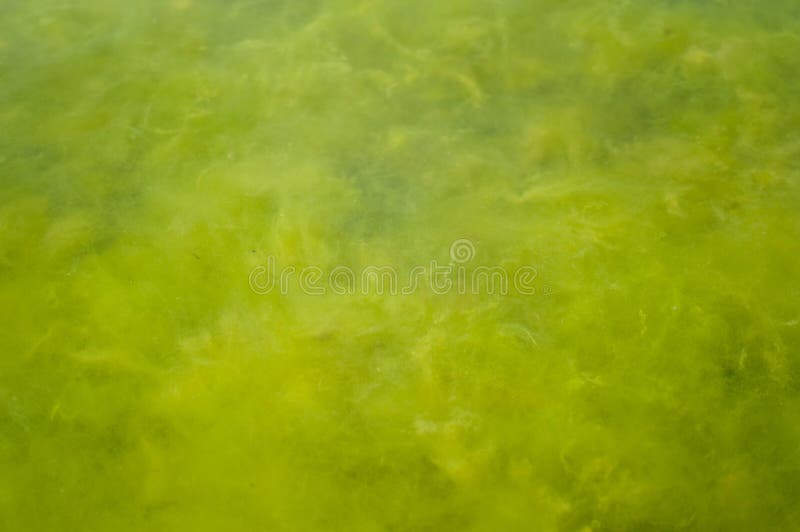 Light Green Water Ripple Background Texture Stock Photo - Image of cold ...