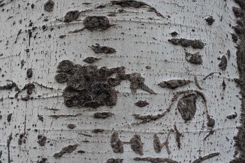 Light Grey Bark of Populus Alba Stock Image - Image of poplar, closeup ...