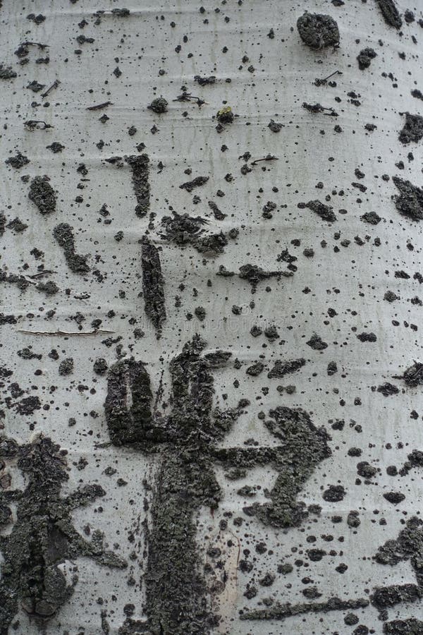 Light Grey Bark of Silver Poplar Texture Stock Image - Image of poplar ...