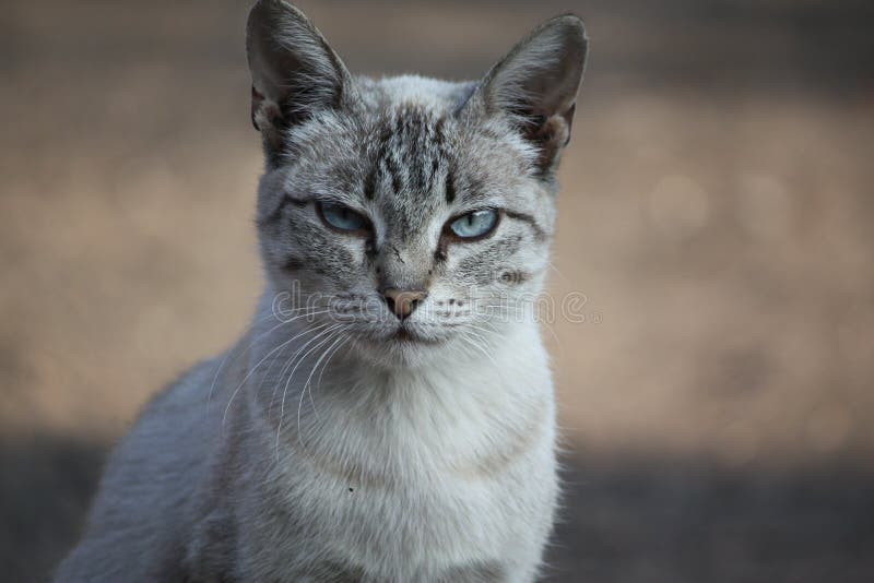 Light grey cat stock image. Image of light, animals, blue - 46102235