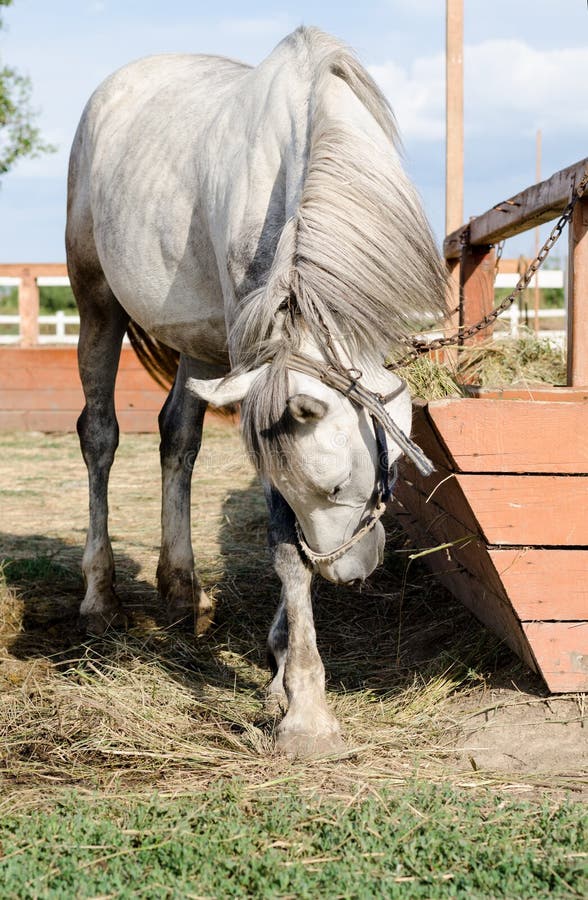 Light Grey Horse Feeding Near Hitching Post in the Farm Yard Stock Photo - Image of outdoor ...