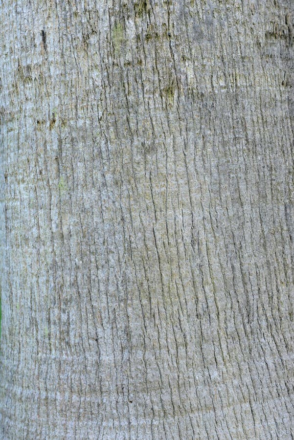 Light Grey Palm Tree Bark Good for Vertical Textured Background Use ...