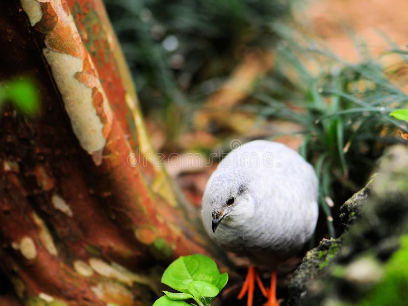 Light Grey Quail Bird stock image. Image of bill, bird - 23487359