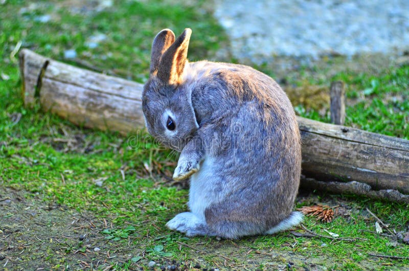 Light Brown Lionhead Rabbit Outdoors on the Lawn, Watching Stock Image ...