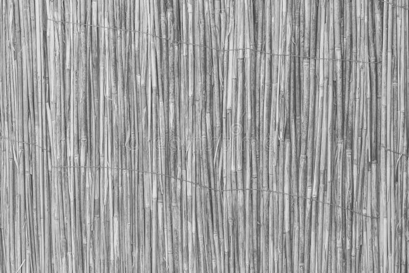 Light Grey Reed Interior Pattern Bamboo Handmade Wall Wicker Texture ...