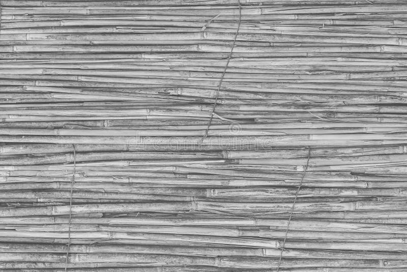 Light Grey Reed Interior Pattern Bamboo Handmade Wall Wicker Texture ...