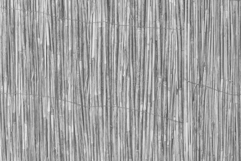 Light Grey Reed Interior Pattern Bamboo Handmade Wall Wicker Texture ...