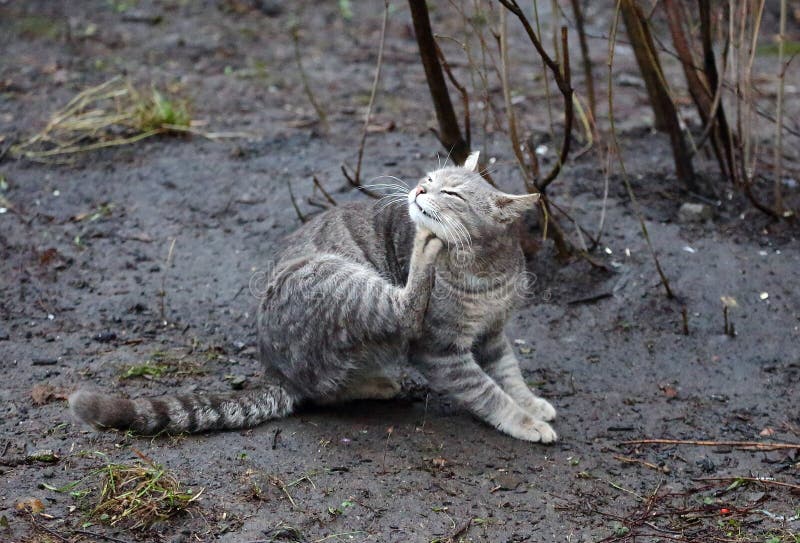 Light Grey Tabby Cat on Autumn Ground Stock Photo - Image of animal ...