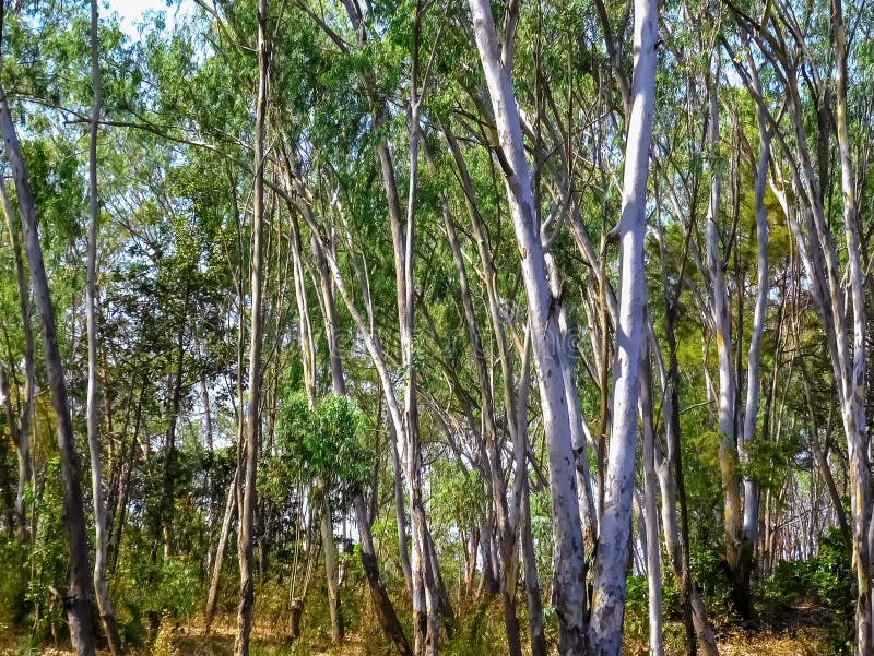 Branchless Tree Stock Photos - Free & Royalty-Free Stock Photos from ...