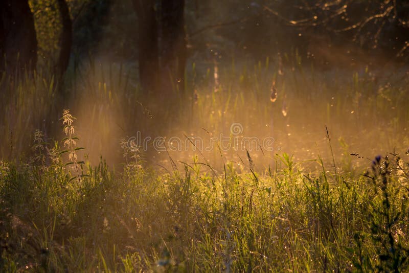 Light Haze from Fumes after Rain in Nature Stock Image - Image of ...