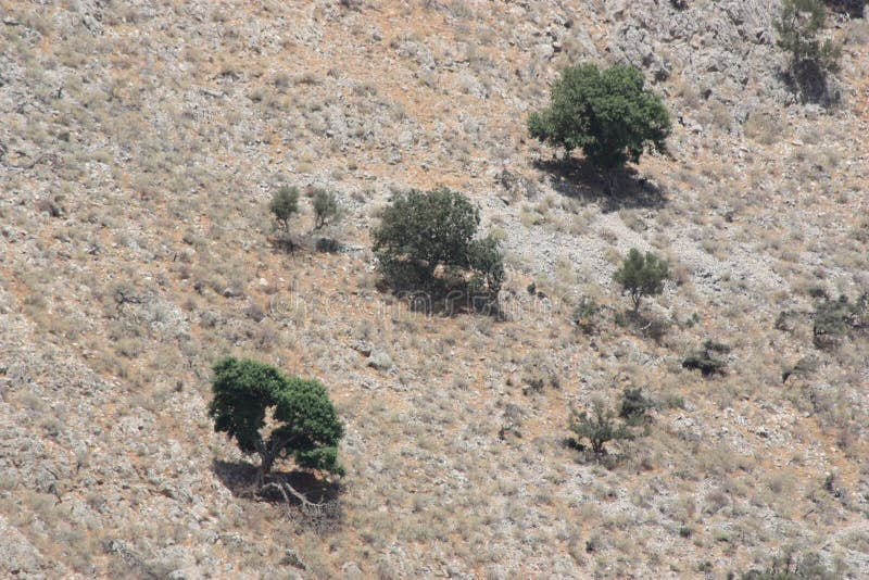 Light Hill Wall with Small Trees on it Stock Image - Image of light ...