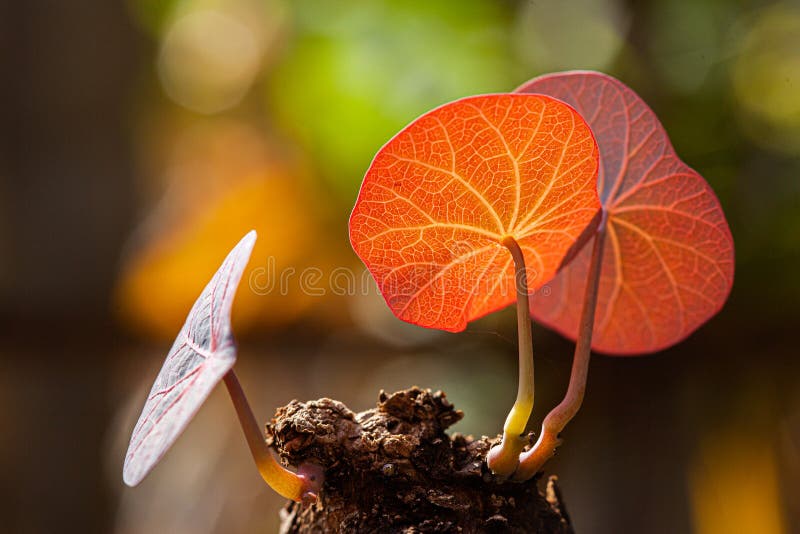 The Light Hits the Beautiful Leaf Fibers Stock Image - Image of ...
