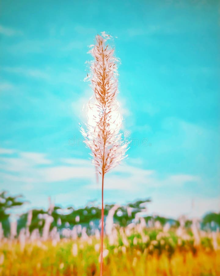 Light of hope stock image. Image of plant, painting - 209956189