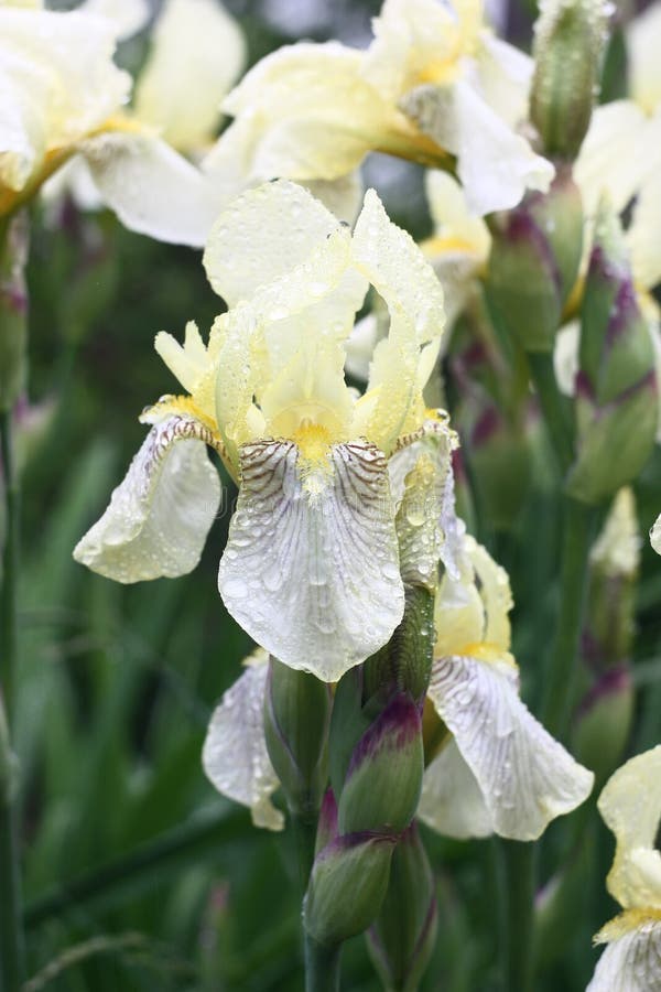 Light iris close up. stock photo. Image of grows, green - 36384132