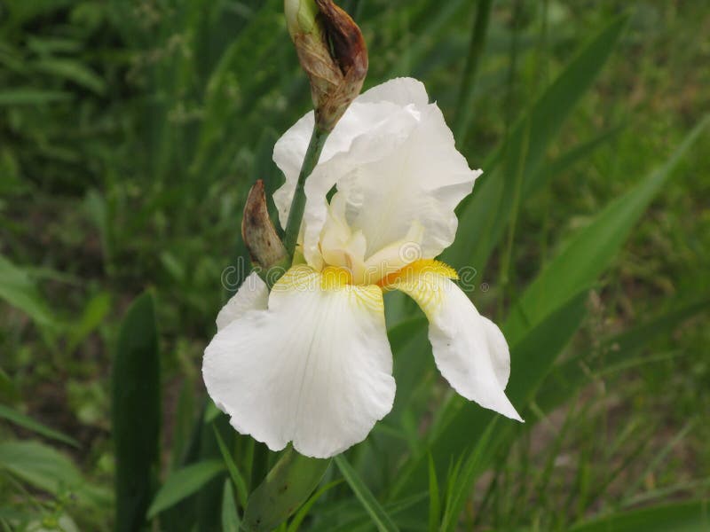 Light iris flower stock image. Image of spring, bloom - 95838885