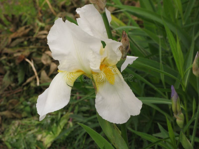 Light iris stock image. Image of grower, spring, green - 85496337