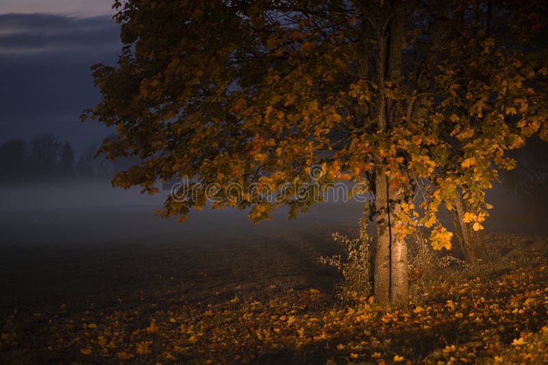 The Light is on on a Large Tree and Leaves are Changing Colors Stock ...