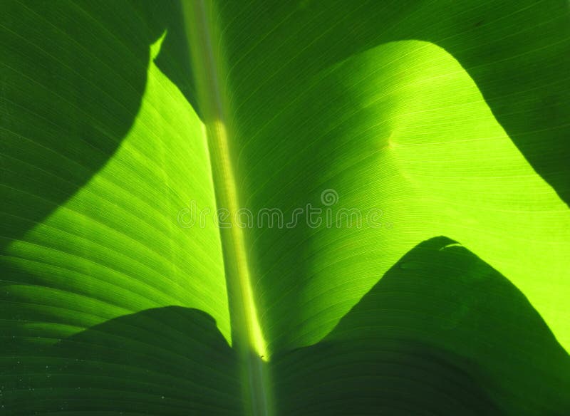 Light on leaves stock photo. Image of light, leaf, waving - 4982772