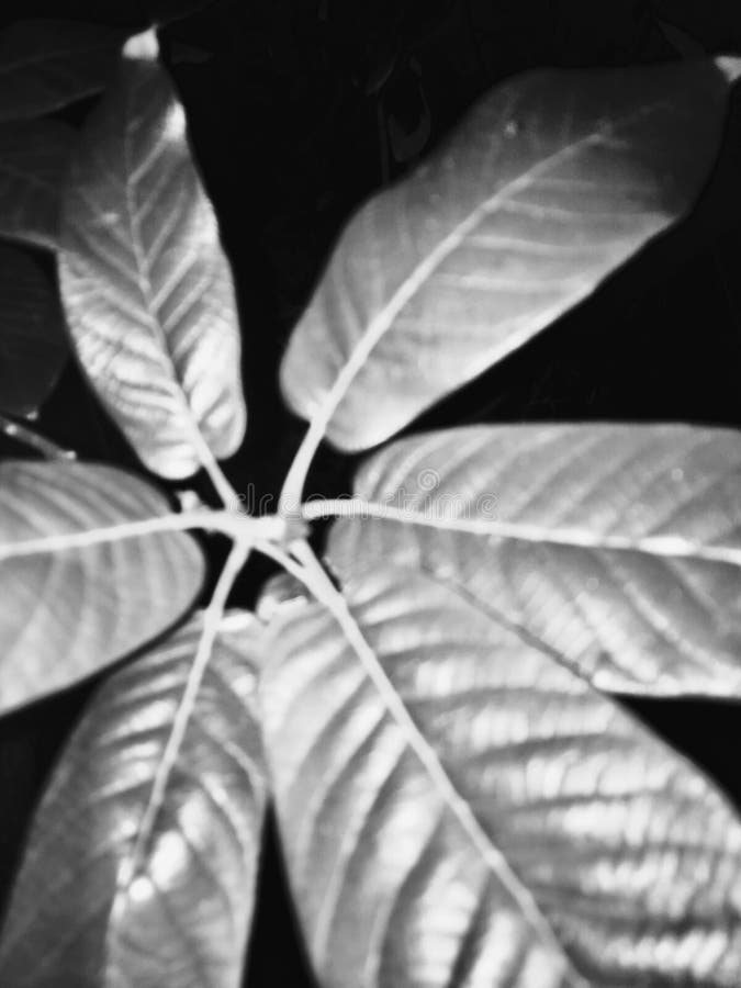 Light leaves stock photo. Image of night, flash, leaves - 103973228