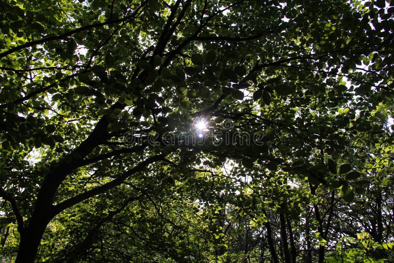 Light through the leaves stock image. Image of green - 55144279