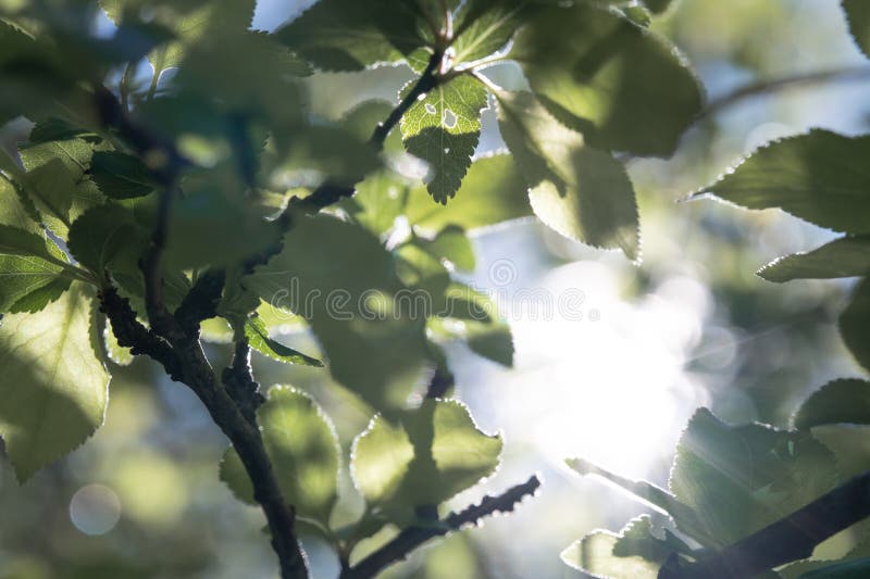 Light through the Leaves: a Play of Shadows and Sunlight Stock Photo ...