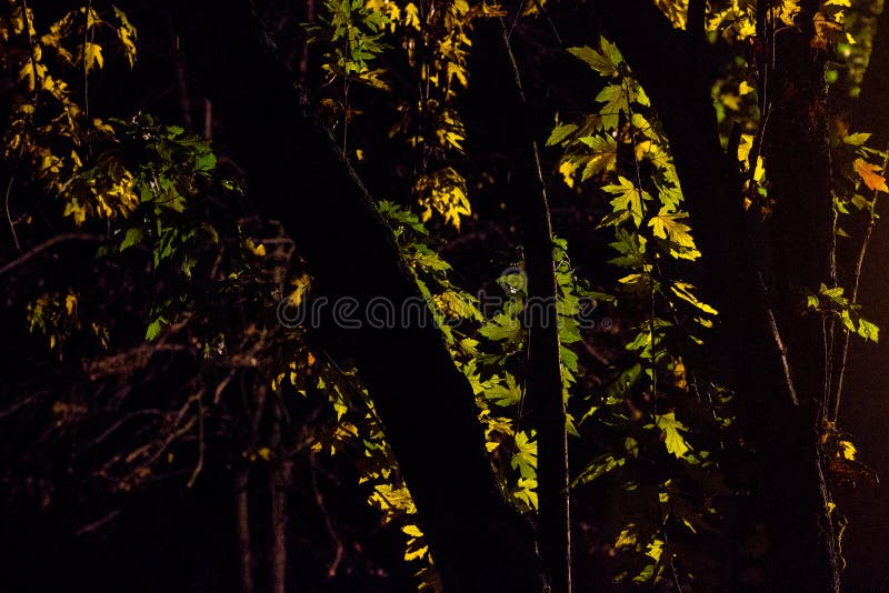 Light on the leaves. stock image. Image of leuchten, branches - 92940835