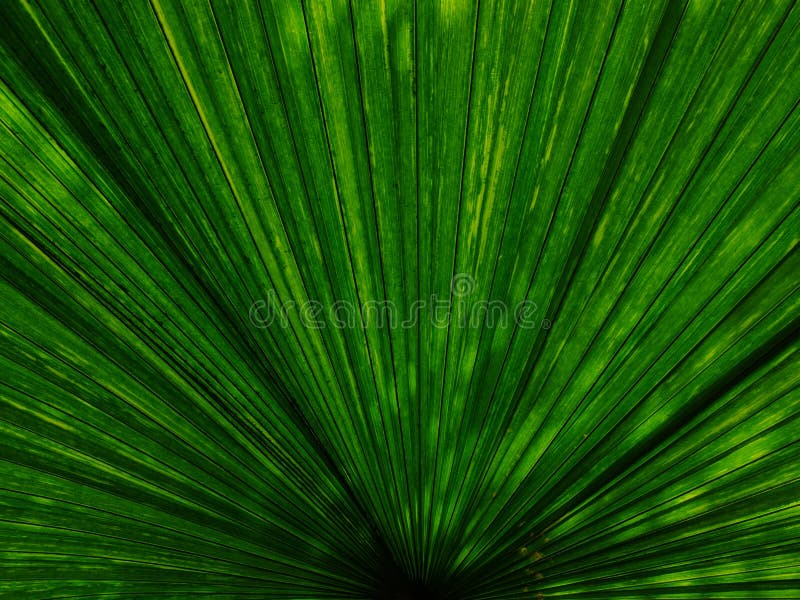 Light and leavs stock photo. Image of pattern, side, leaf - 72019476