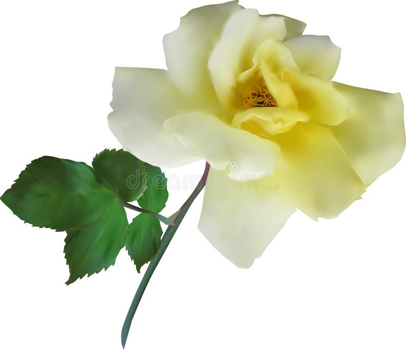 Yellow rose illustration stock vector. Illustration of blossom - 10771480