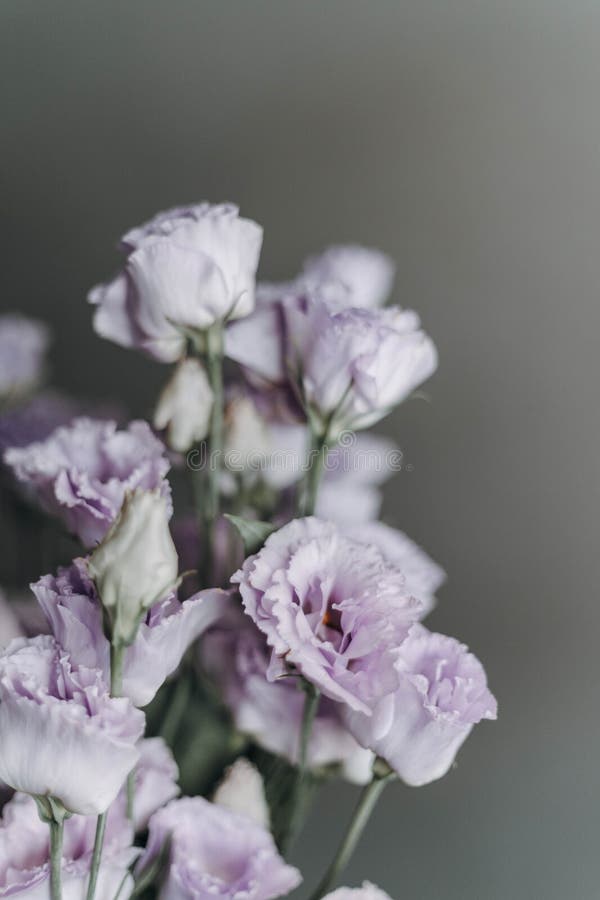 Light lilac eustoma stock image. Image of lilac, vase - 326593005
