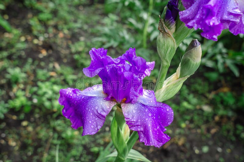 Light Lilac Iris Flowers with Unopened Buds with Raindrops. Side View ...