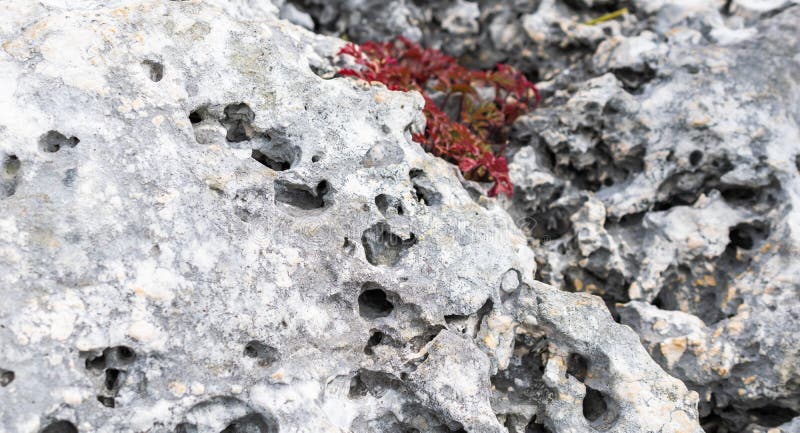 Light Limestone with Interesting Texture Visible. Background Stock ...