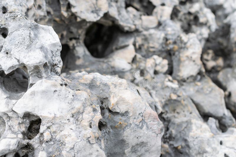 This is Light Limestone Slab with Traces of Shells. Shell Rock Texture ...