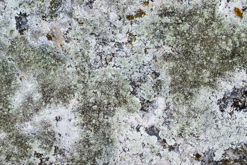 Light Limestone with Interesting Texture Visible. Background Stock ...