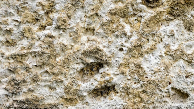 Light Limestone with Interesting Texture Visible. Background Stock ...